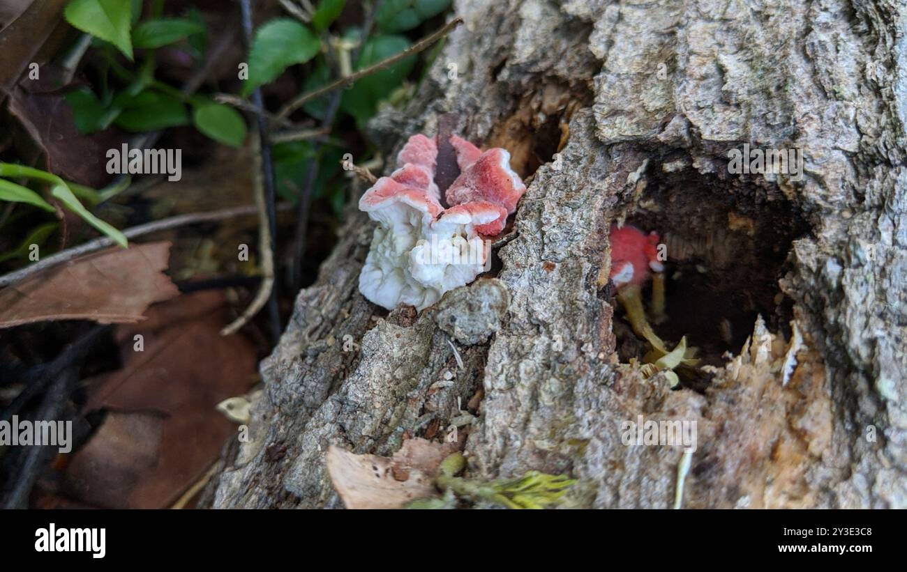 Coral-pink Merulius (Phlebia incarnata) Fungi Stock Photo - Alamy