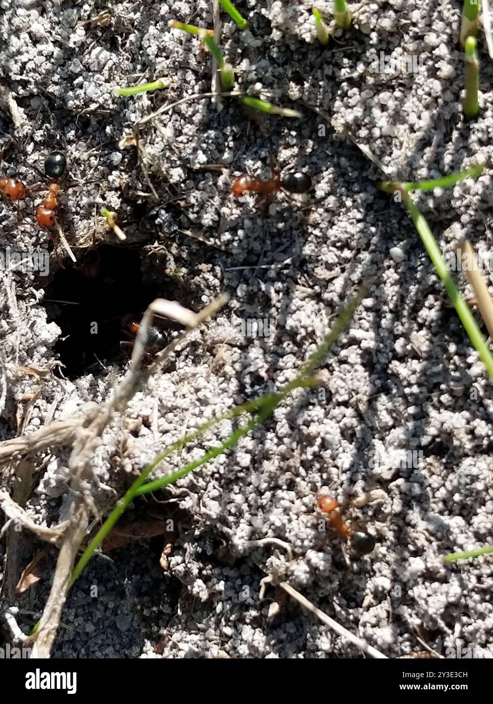 Allegheny Mound Ant (Formica exsectoides) Insecta Stock Photo - Alamy