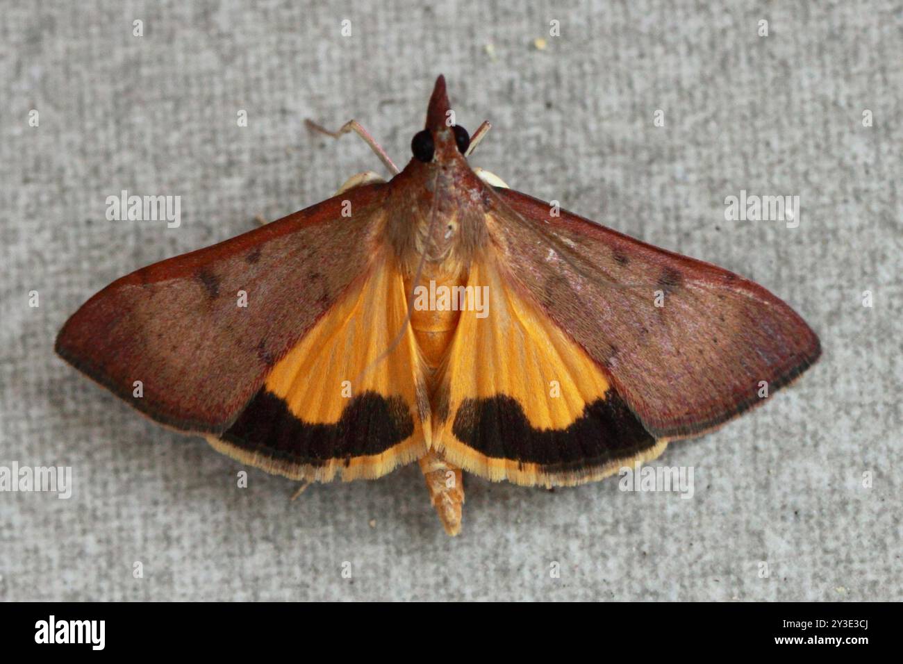 Tree Lucerne Moth (Uresiphita ornithopteralis) Insecta Stock Photo - Alamy