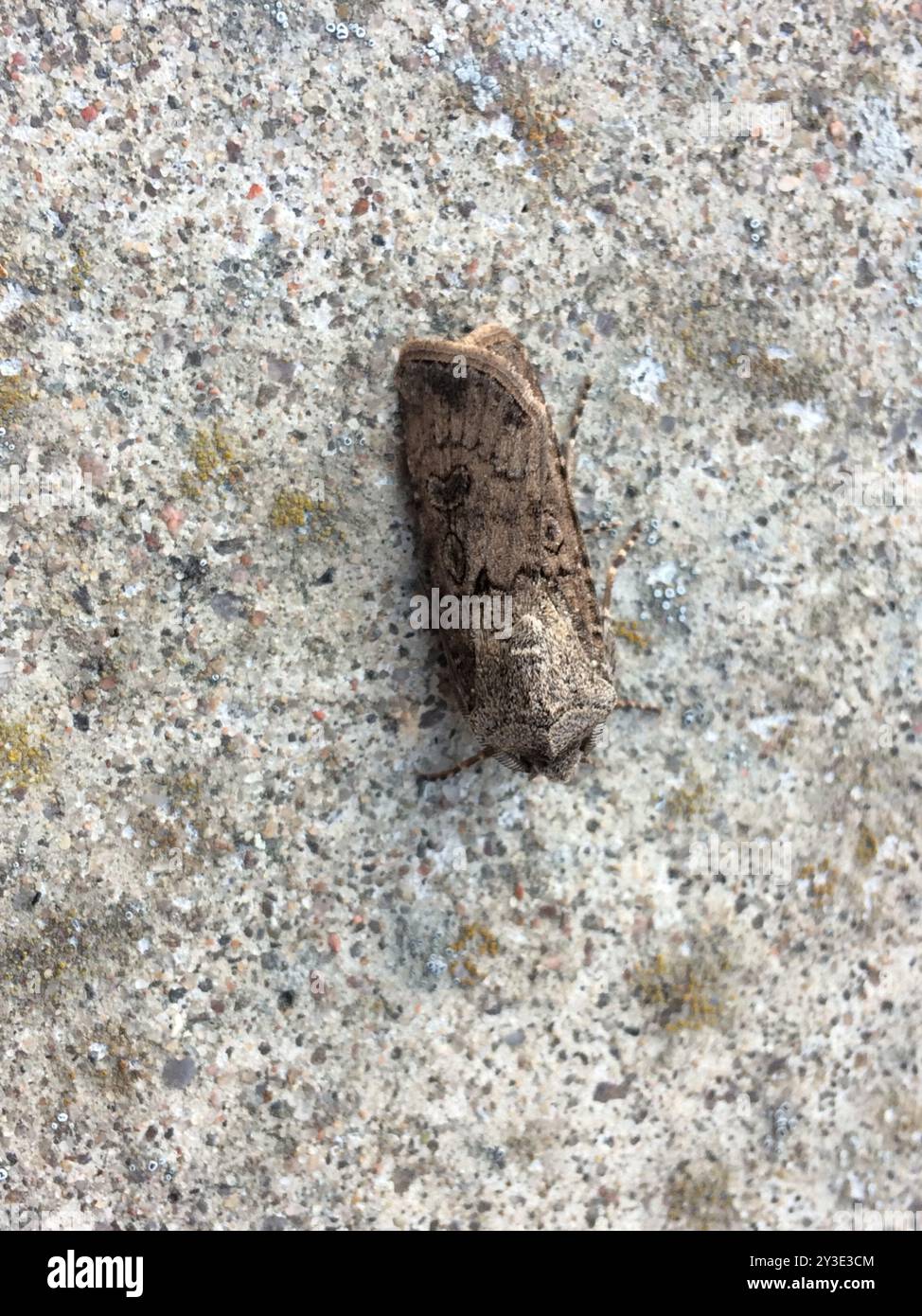 Turnip Moth (Agrotis segetum) Insecta Stock Photo - Alamy