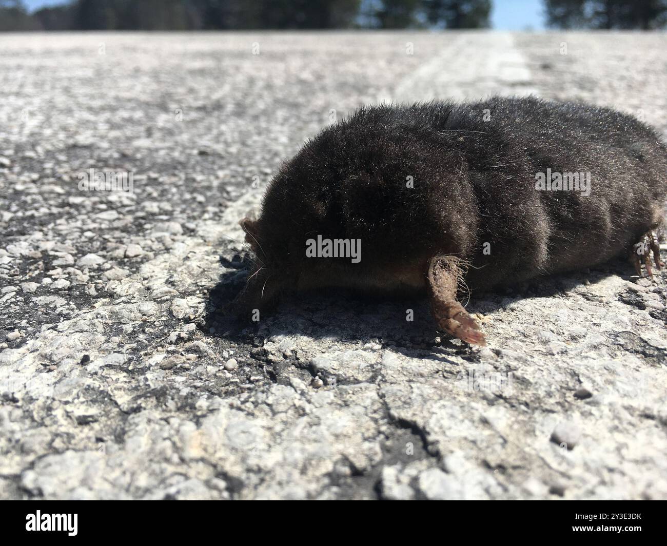 Star-nosed Mole (Condylura cristata) Mammalia Stock Photo - Alamy