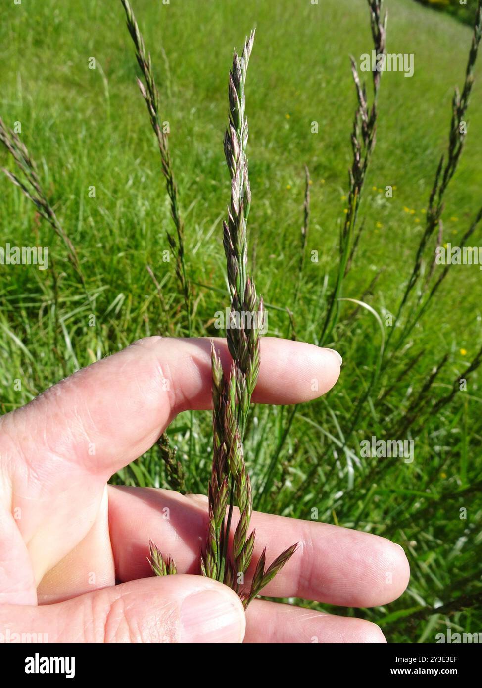 tall fescue (Lolium arundinaceum) Plantae Stock Photo - Alamy