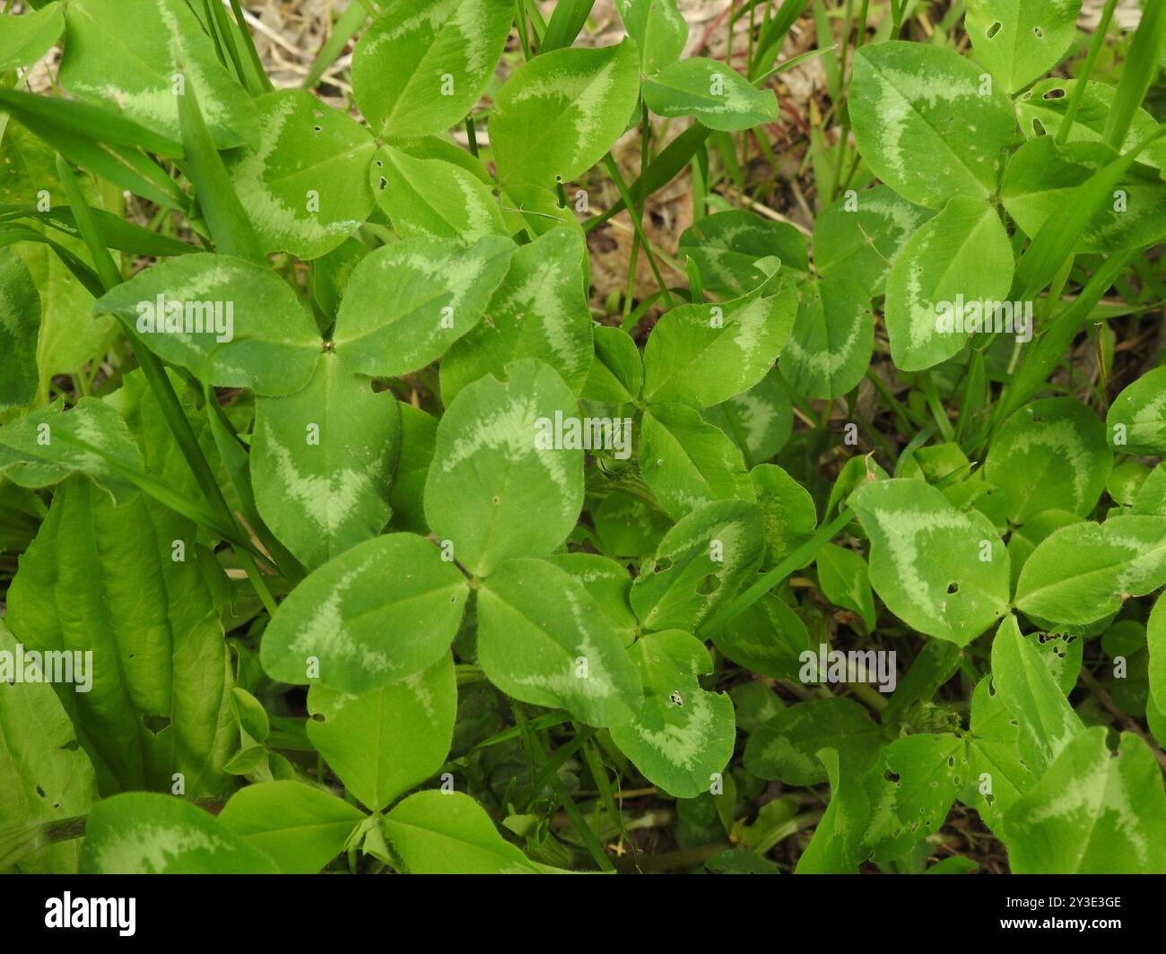 Red Clover (Trifolium pratense) Plantae Stock Photo - Alamy