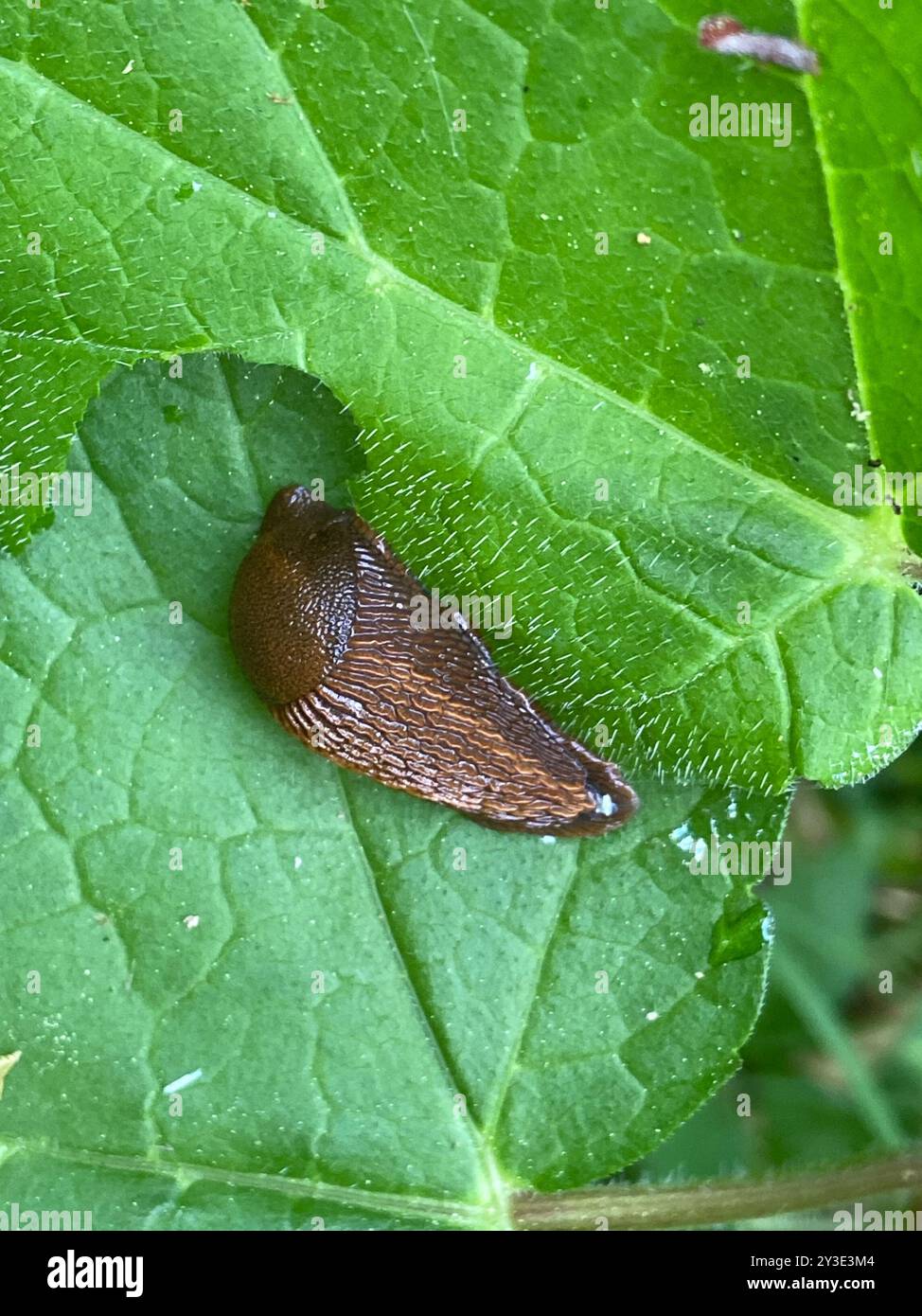 Arion Slugs (Arion) Mollusca Stock Photo - Alamy