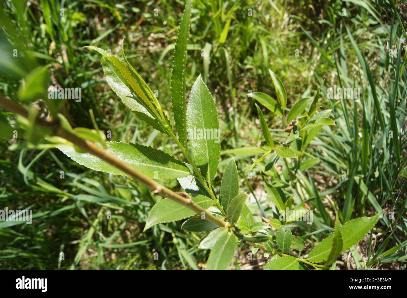hybrid crack willow (Salix × fragilis) Plantae Stock Photo - Alamy