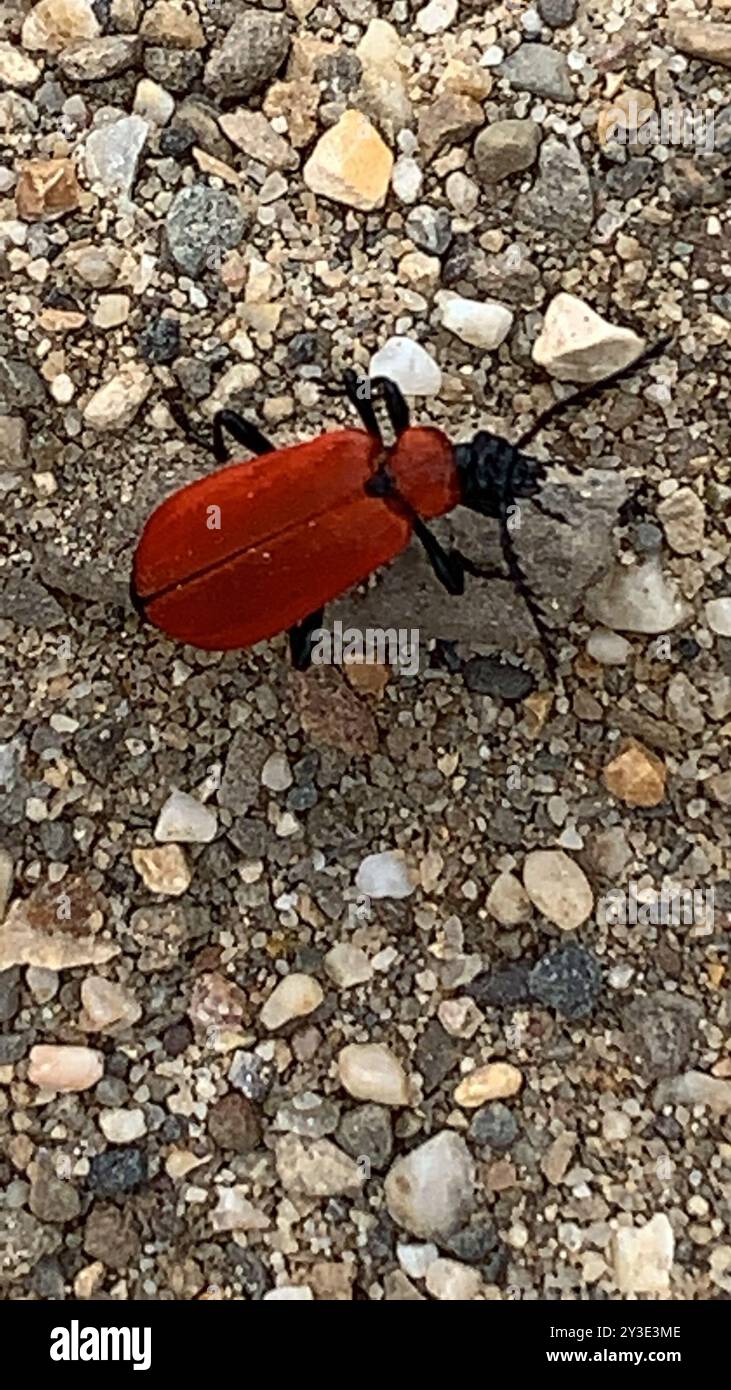 Black-headed Cardinal Beetle (Pyrochroa coccinea) Insecta Stock Photo ...