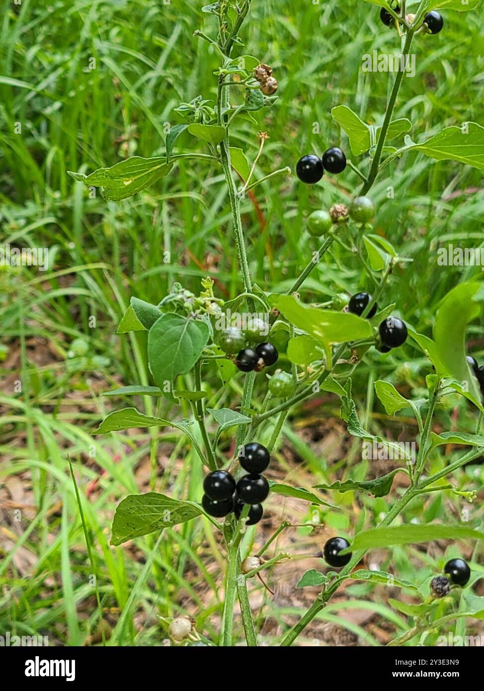 American black nightshade (Solanum americanum) Plantae Stock Photo - Alamy