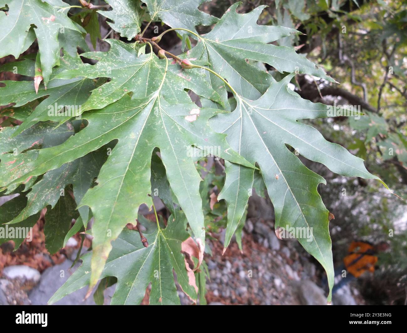 Oriental Plane (Platanus orientalis) Plantae Stock Photo - Alamy