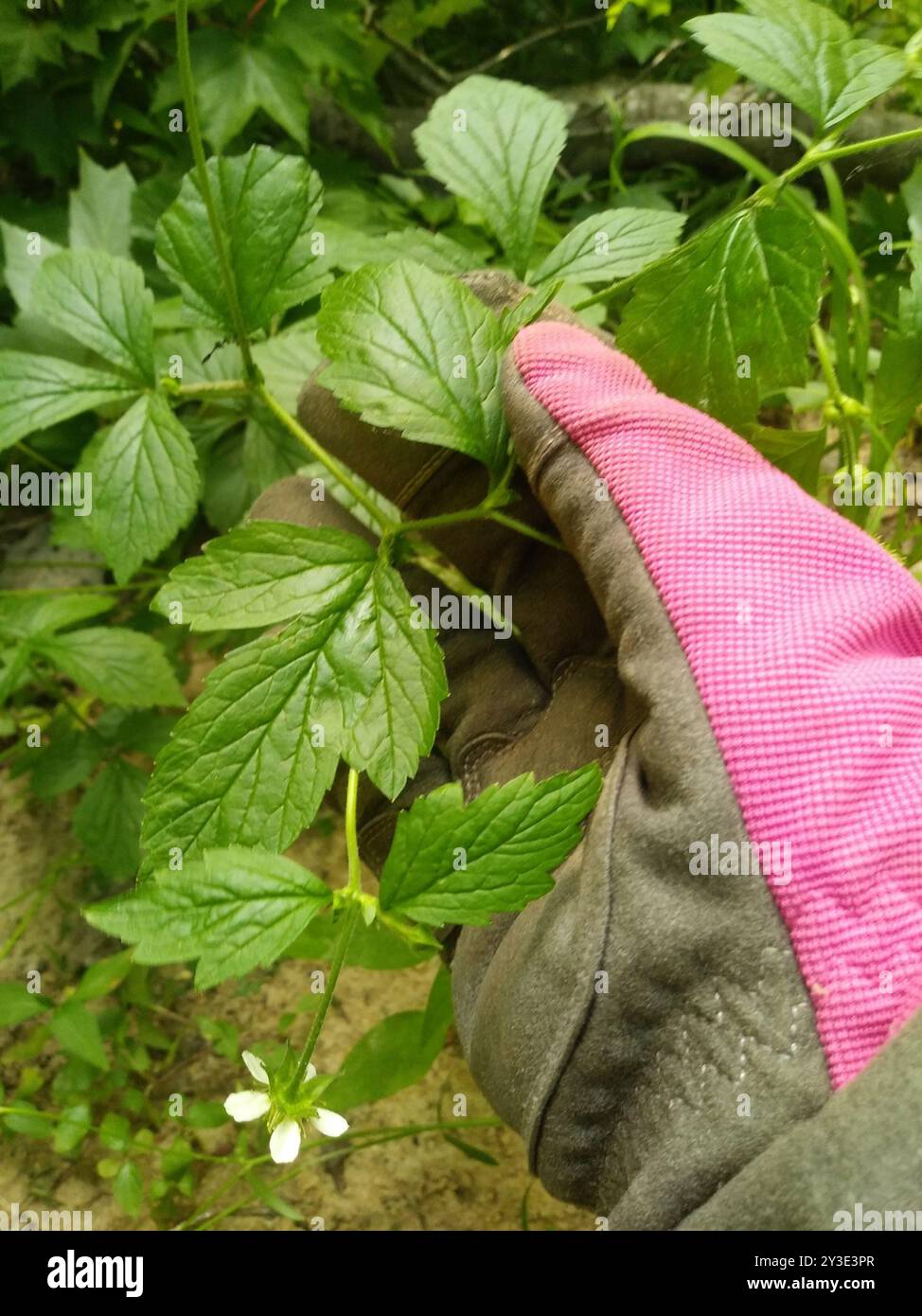white avens (Geum canadense) Plantae Stock Photo - Alamy