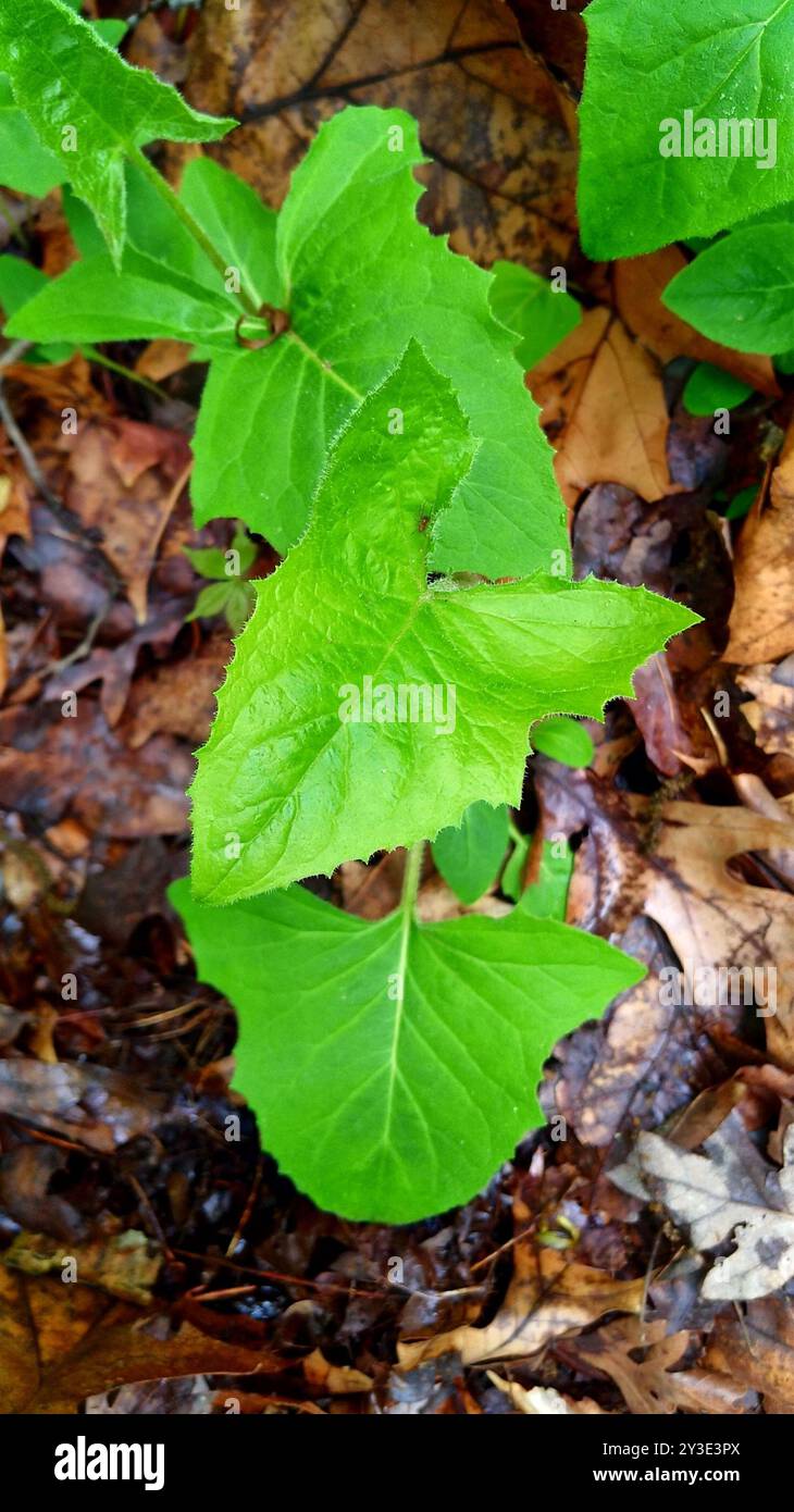 rattlesnake roots (Nabalus) Plantae Stock Photo - Alamy