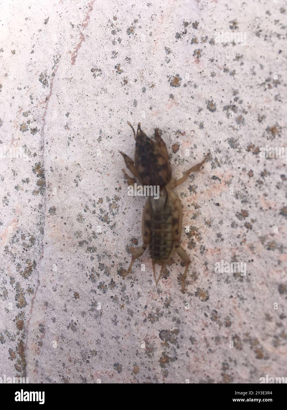 Lesser Short-winged Mole Cricket (Neoscapteriscus abbreviatus) Insecta ...