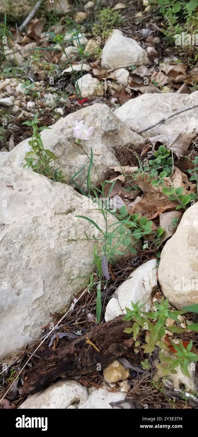 White Rock-lettuce (Pinaropappus roseus) Plantae Stock Photo - Alamy