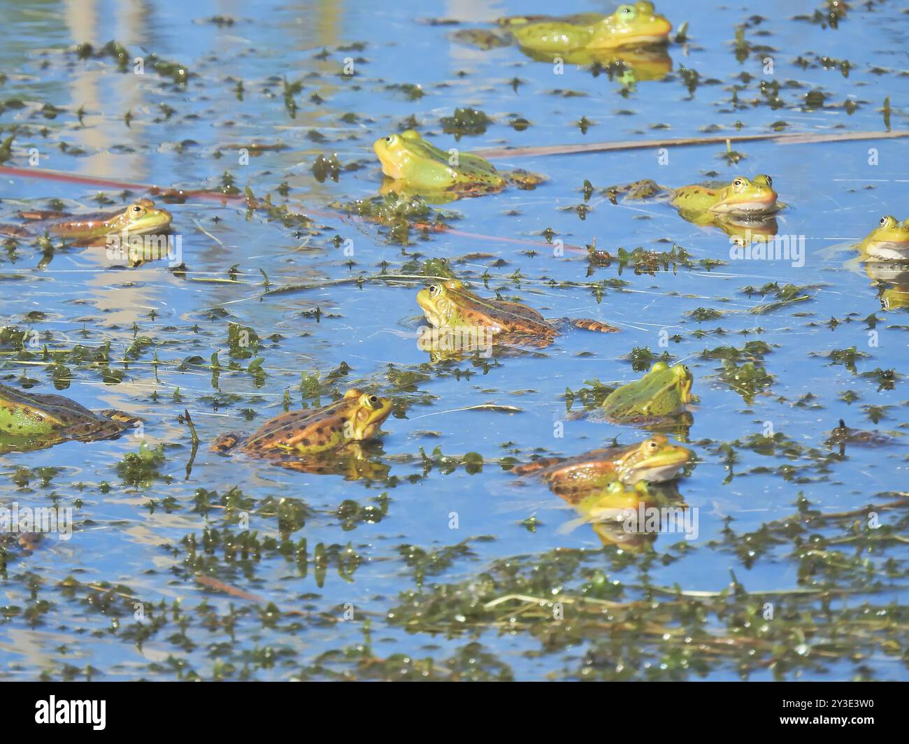 Pool frog complex and its kleptons (Pelophylax lessonae) Amphibia Stock ...