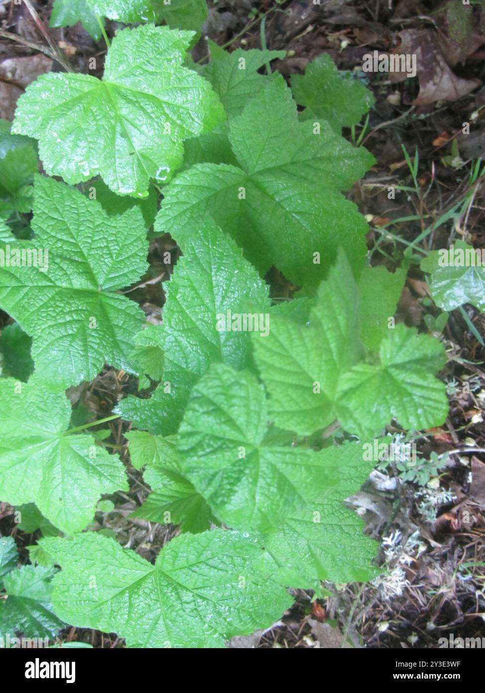 thimbleberry (Rubus parviflorus) Plantae Stock Photo - Alamy