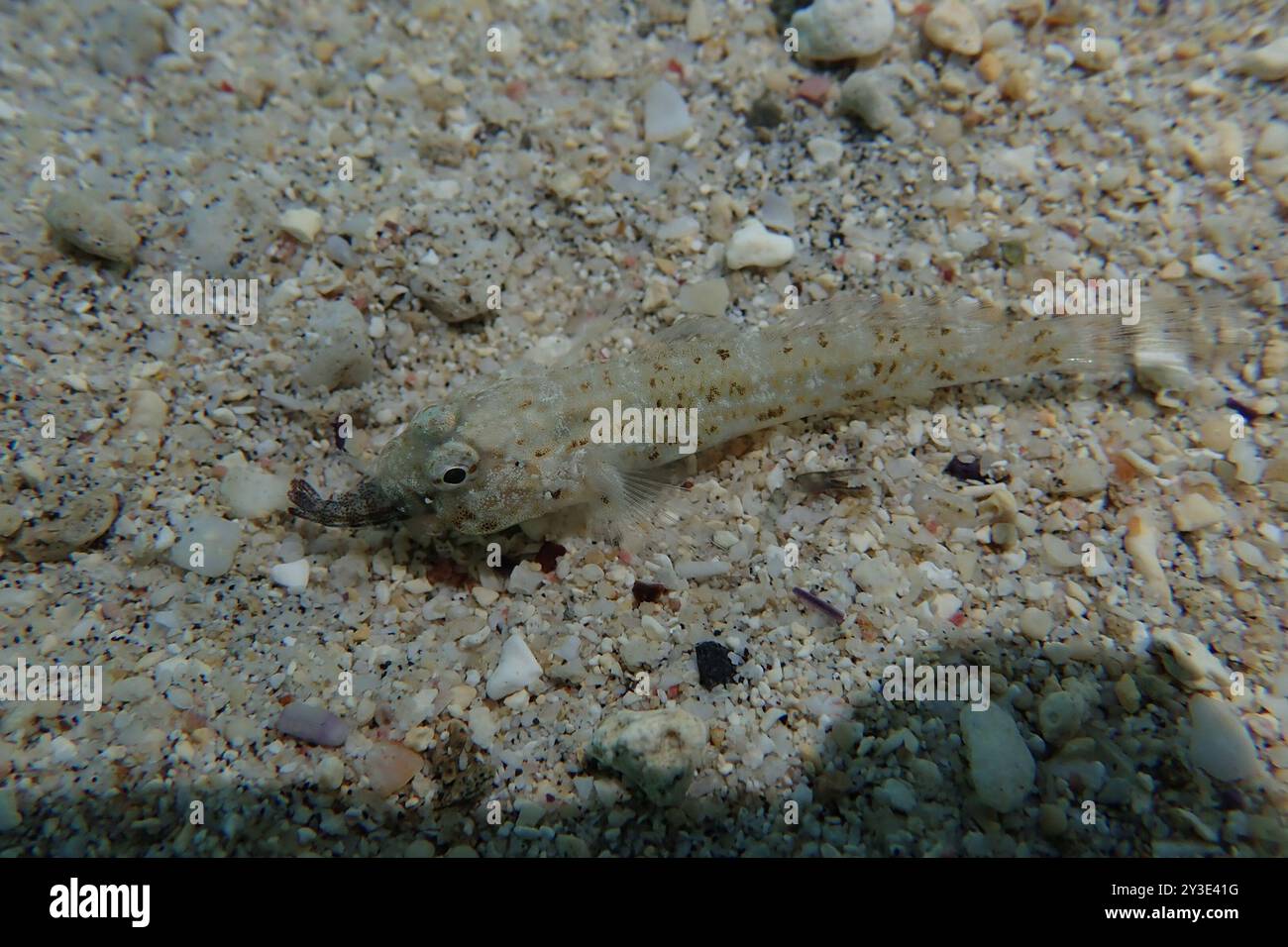 Cocos Frillgoby (Bathygobius cocosensis) Actinopterygii Stock Photo - Alamy