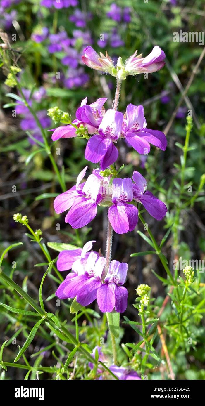 Purple Chinese Houses (Collinsia heterophylla) Plantae Stock Photo - Alamy