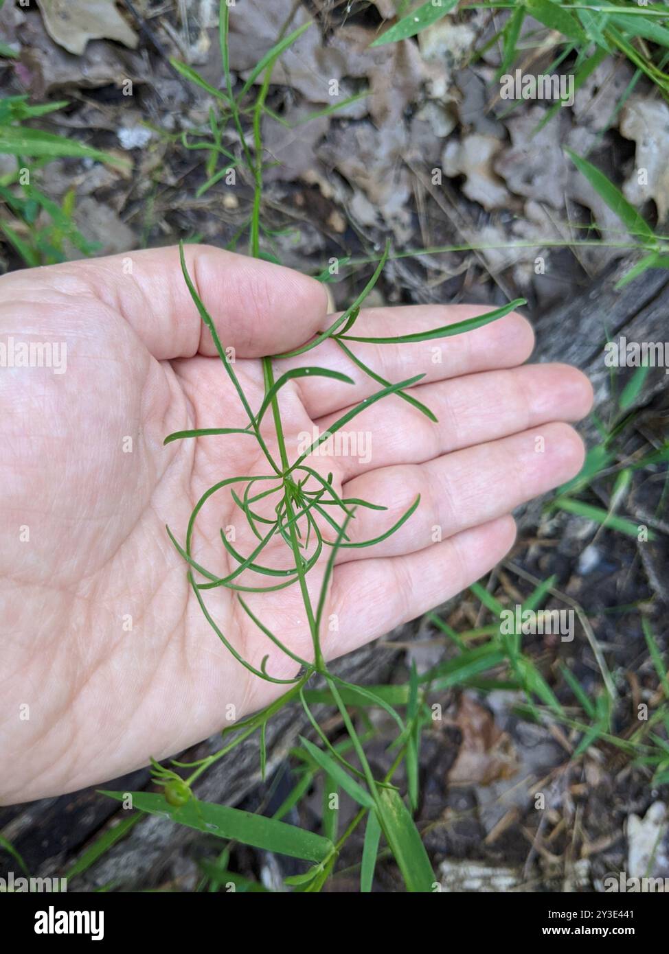 Golden Wave Tickseed (Coreopsis basalis) Plantae Stock Photo - Alamy