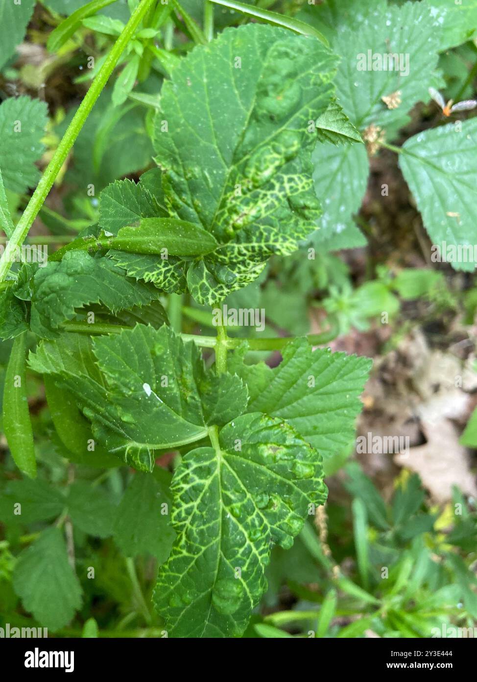 (Protomyces macrosporus) Fungi Stock Photo - Alamy