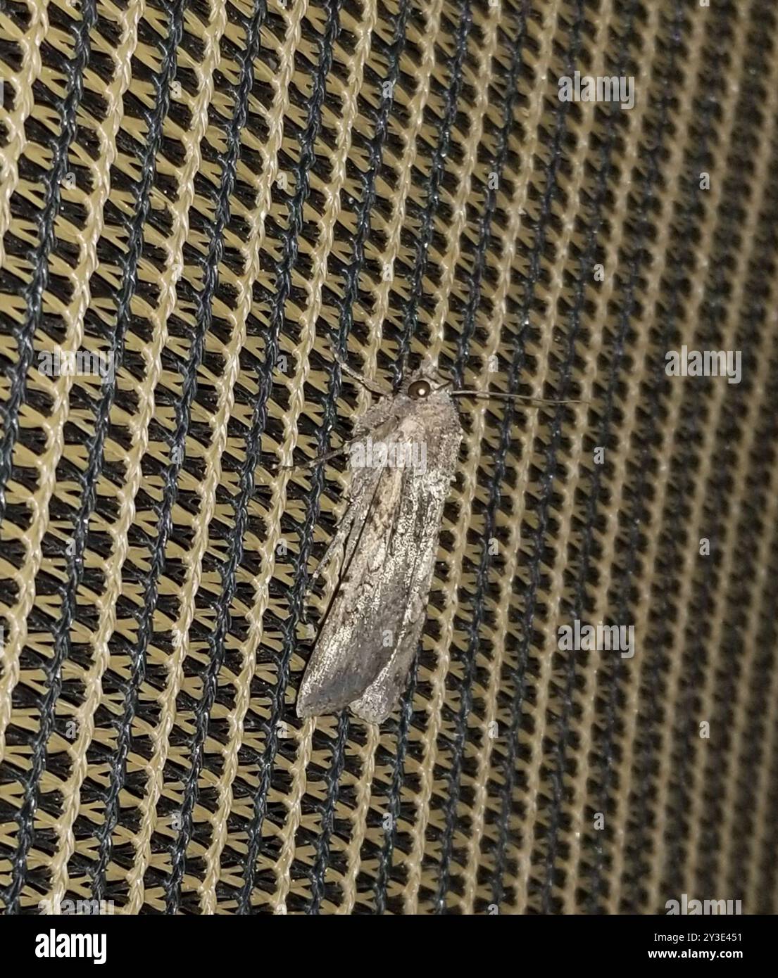 Variegated Cutworm Moth (Peridroma saucia) Insecta Stock Photo - Alamy