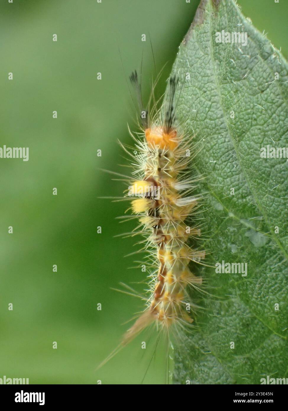 Cocoa Tussock Moth (Orgyia postica) Insecta Stock Photo - Alamy