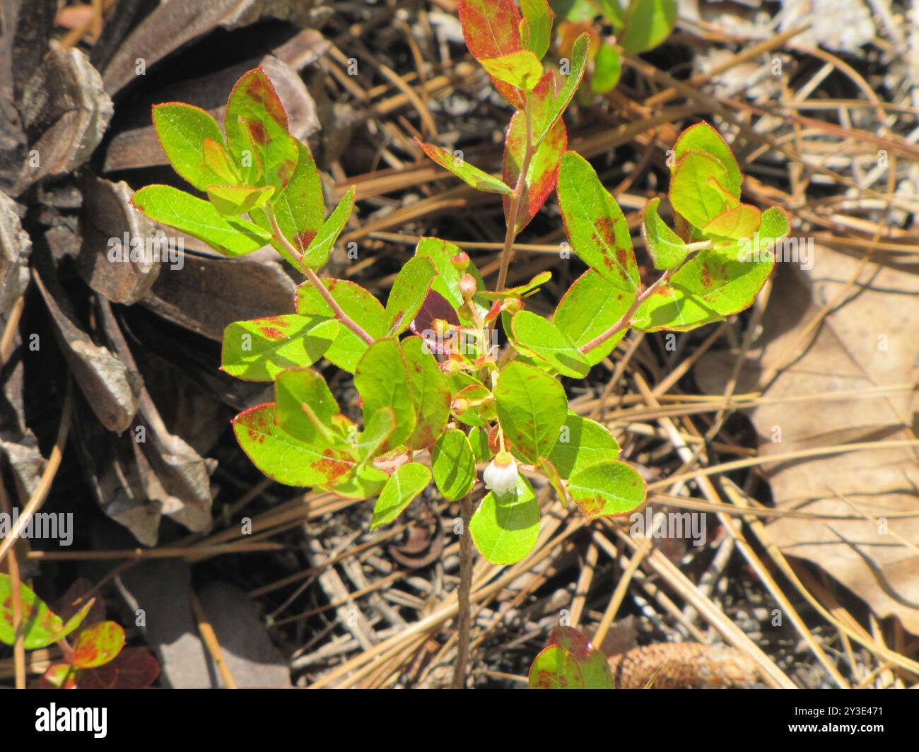 dwarf huckleberry (Gaylussacia dumosa) Plantae Stock Photo - Alamy