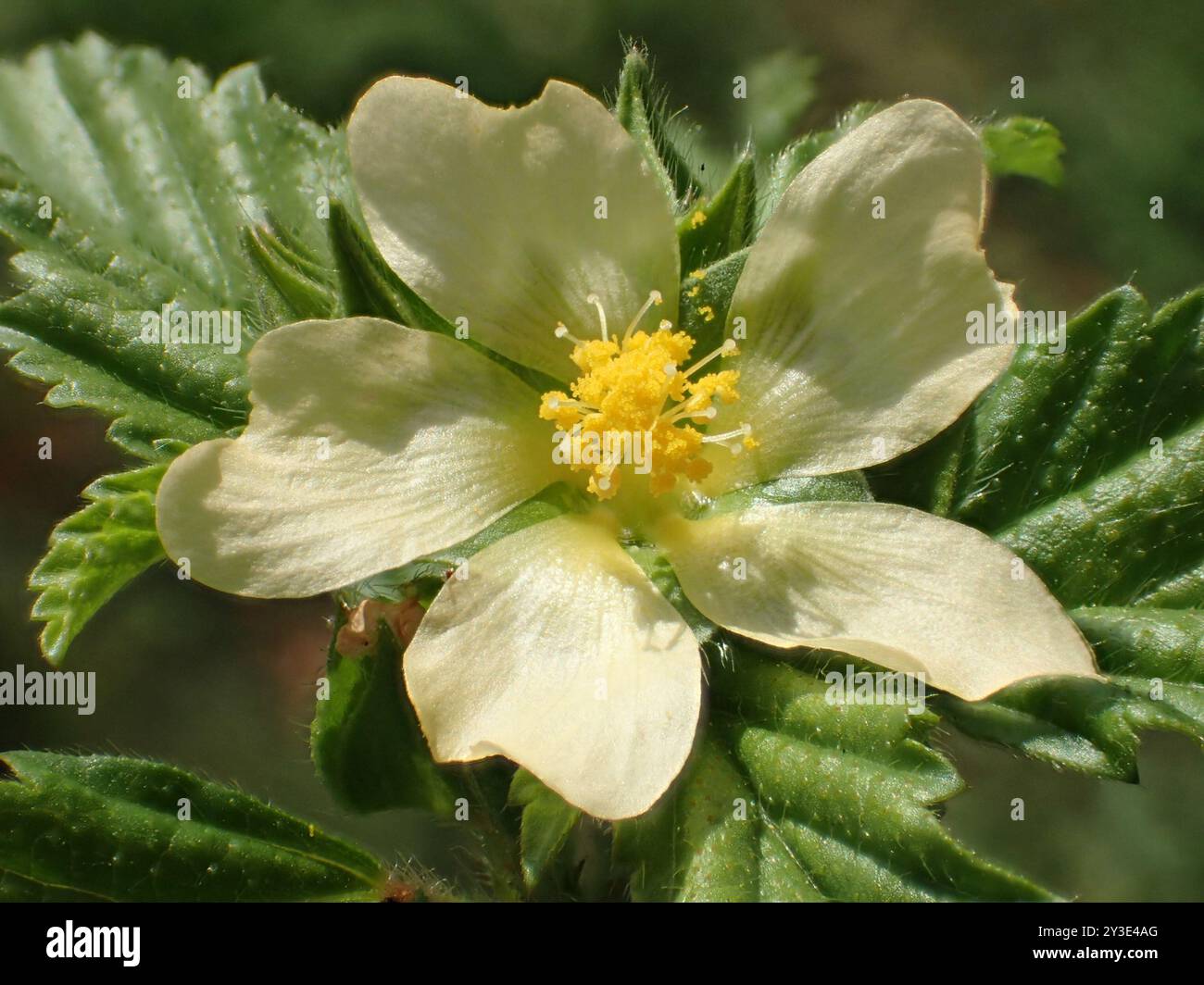 three-lobe false mallow (Malvastrum coromandelianum) Plantae Stock ...