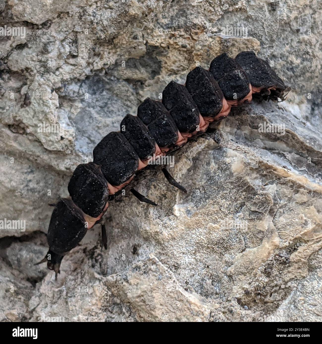 Mediterranean Pale Glow-worm (Nyctophila reichii) Insecta Stock Photo ...