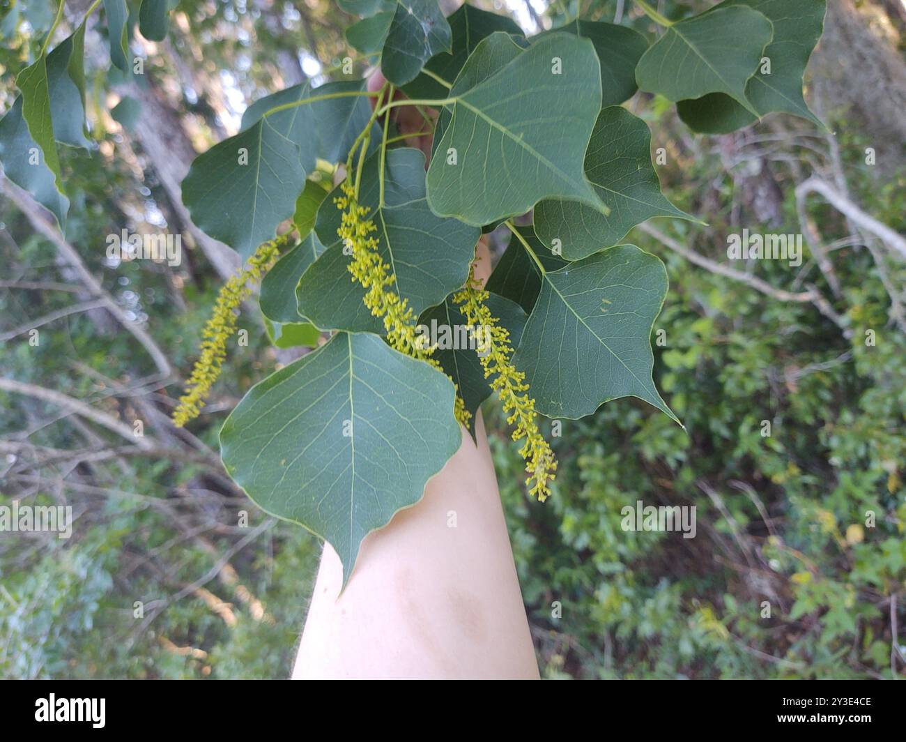 Chinese Tallow (Triadica sebifera) Plantae Stock Photo - Alamy