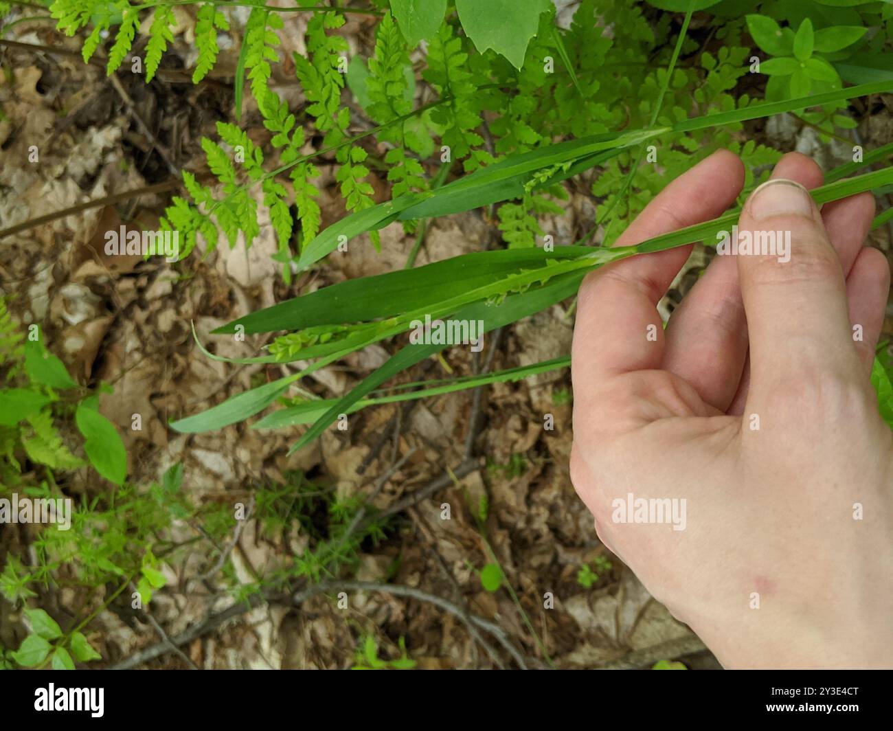 White Bear Sedge (Carex albursina) Plantae Stock Photo - Alamy