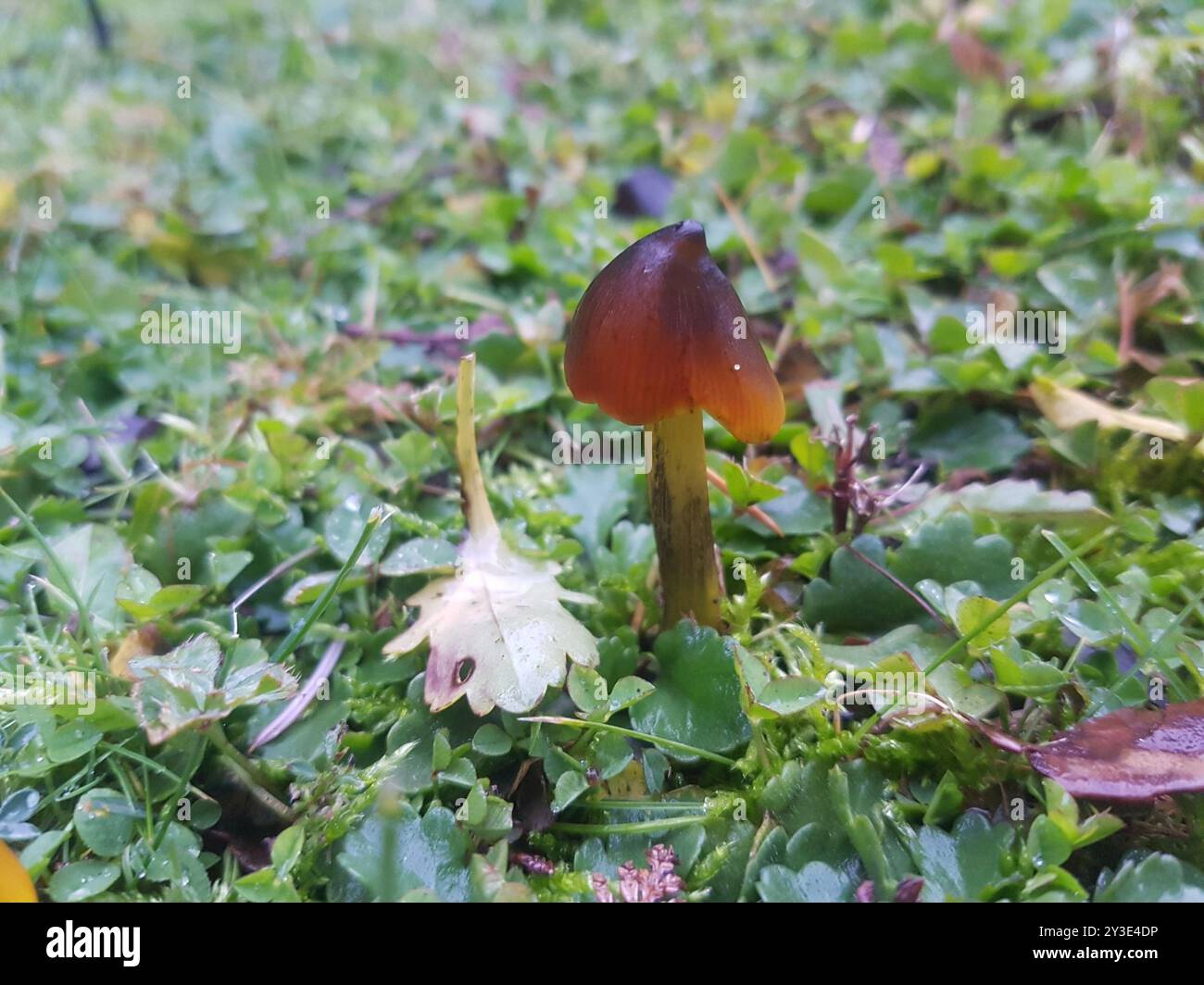 Witch's Hat (Hygrocybe conica) Fungi Stock Photo - Alamy