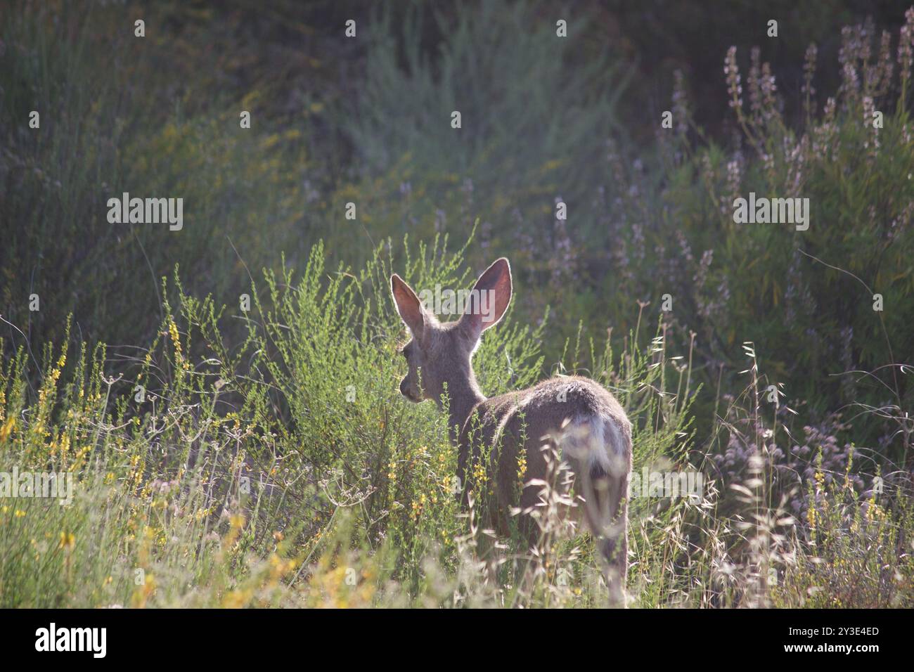 California Mule Deer (Odocoileus hemionus californicus) Mammalia Stock ...