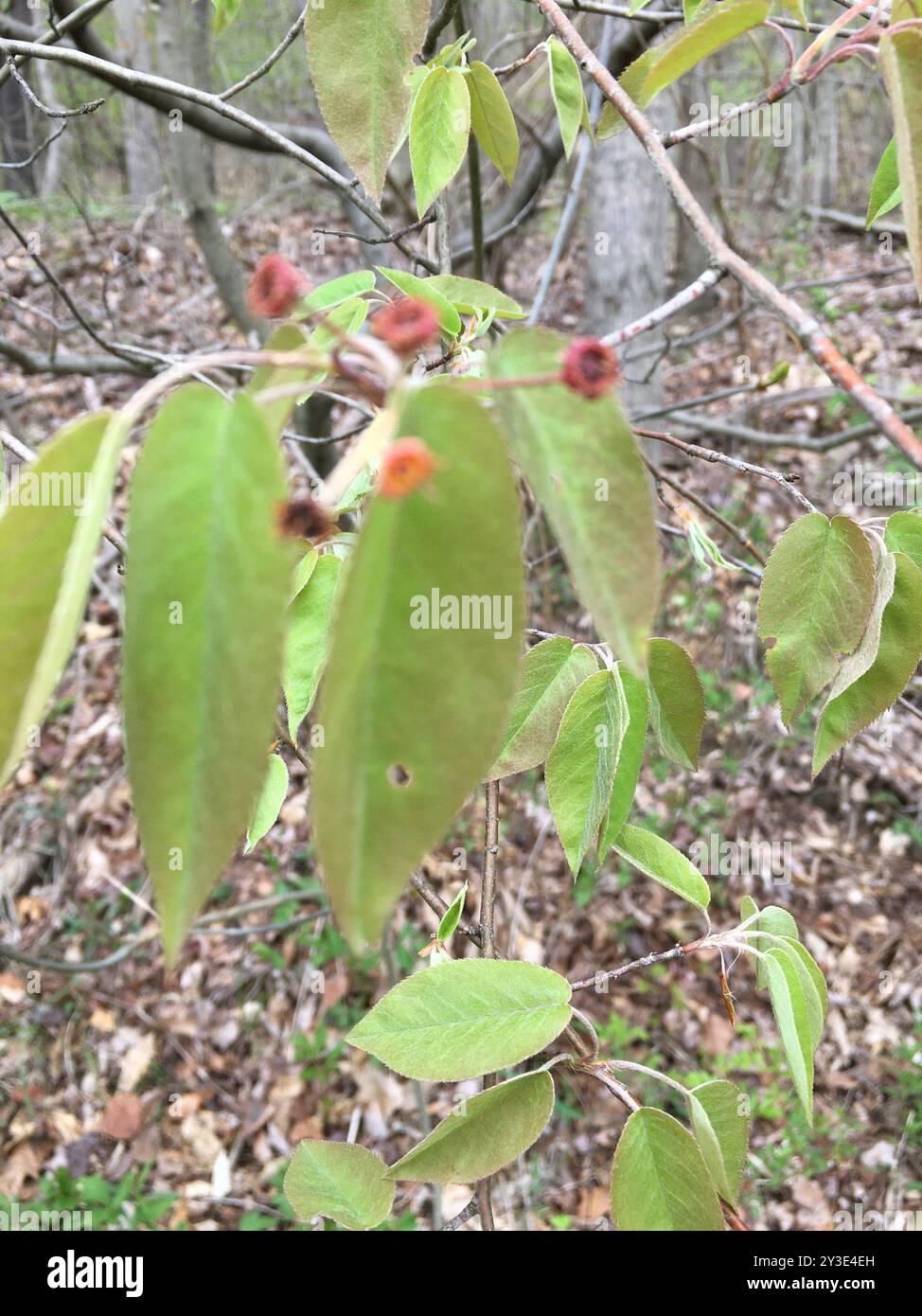 common serviceberry (Amelanchier arborea) Plantae Stock Photo - Alamy