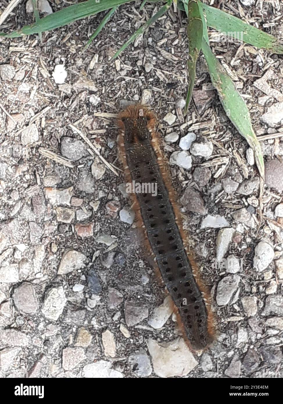 Drinker Moth (Euthrix potatoria) Insecta Stock Photo - Alamy