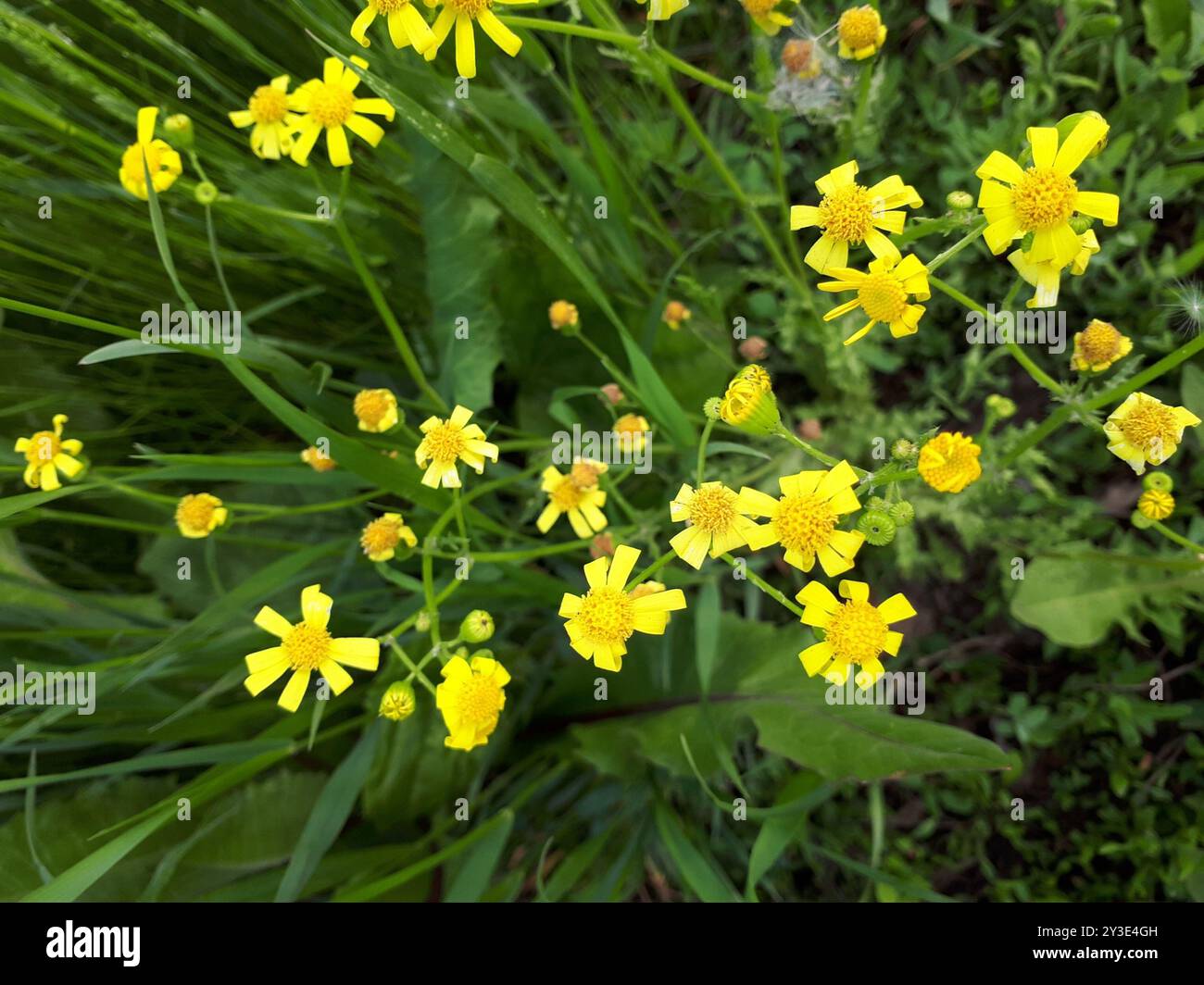 Eastern Groundsel (Senecio vernalis) Plantae Stock Photo - Alamy