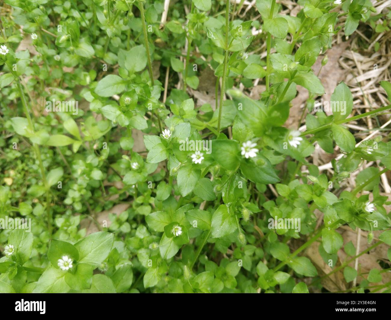 common chickweed (Stellaria media) Plantae Stock Photo - Alamy