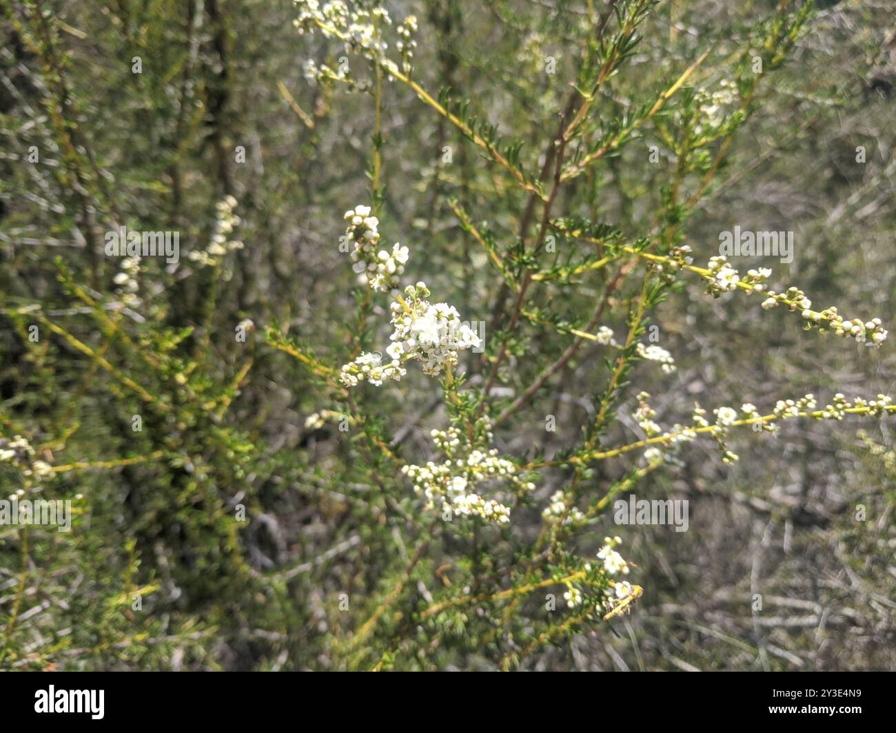 chamise (Adenostoma fasciculatum) Plantae Stock Photo - Alamy
