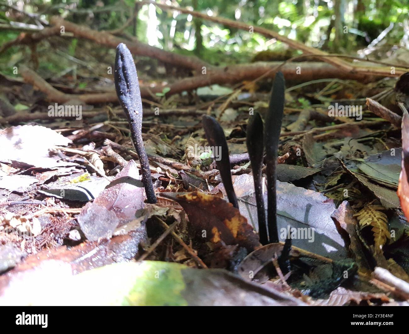 Earth Tongues (Geoglossum) Fungi Stock Photo - Alamy