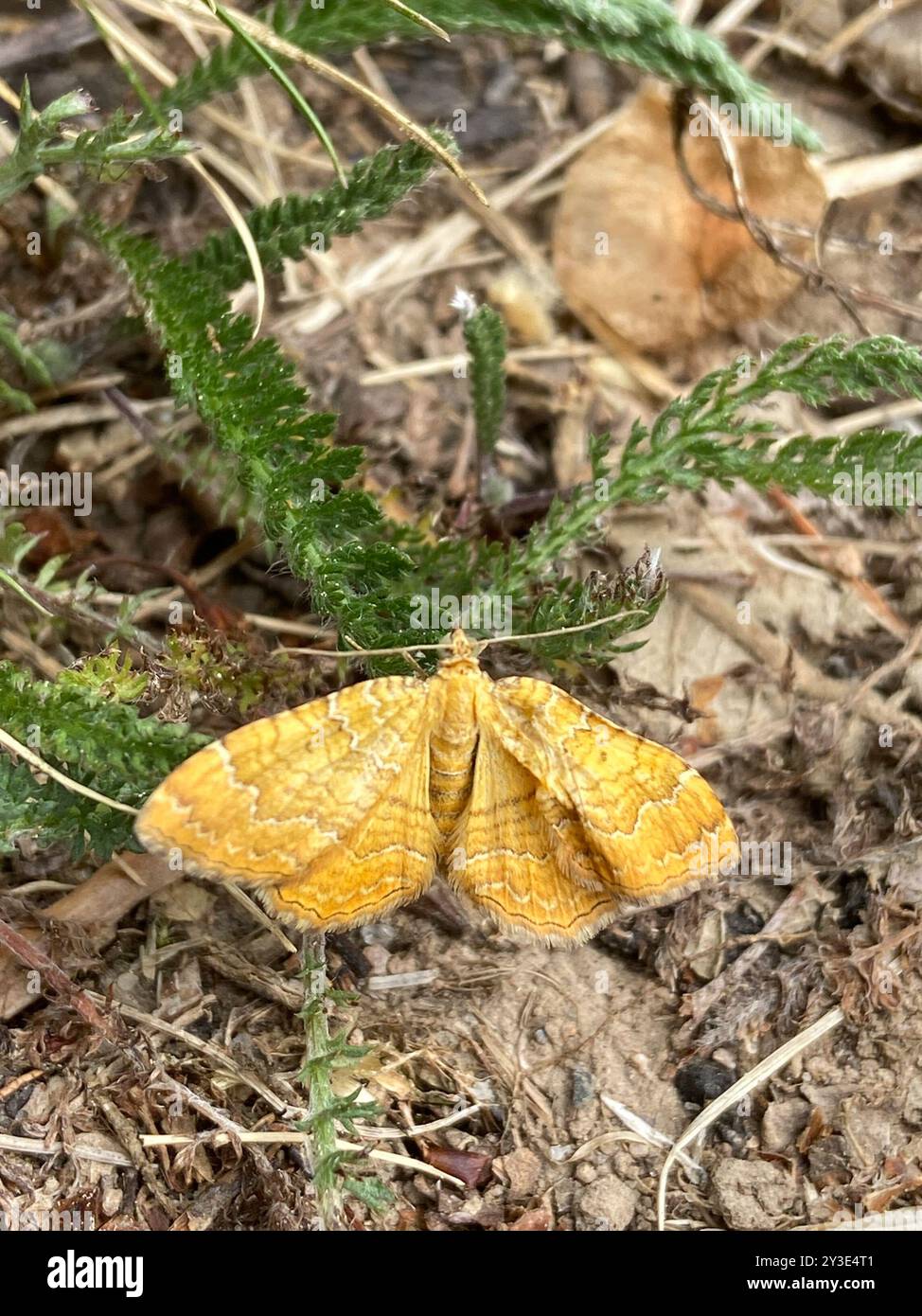 Yellow Shell Moth (Camptogramma bilineata) Insecta Stock Photo - Alamy