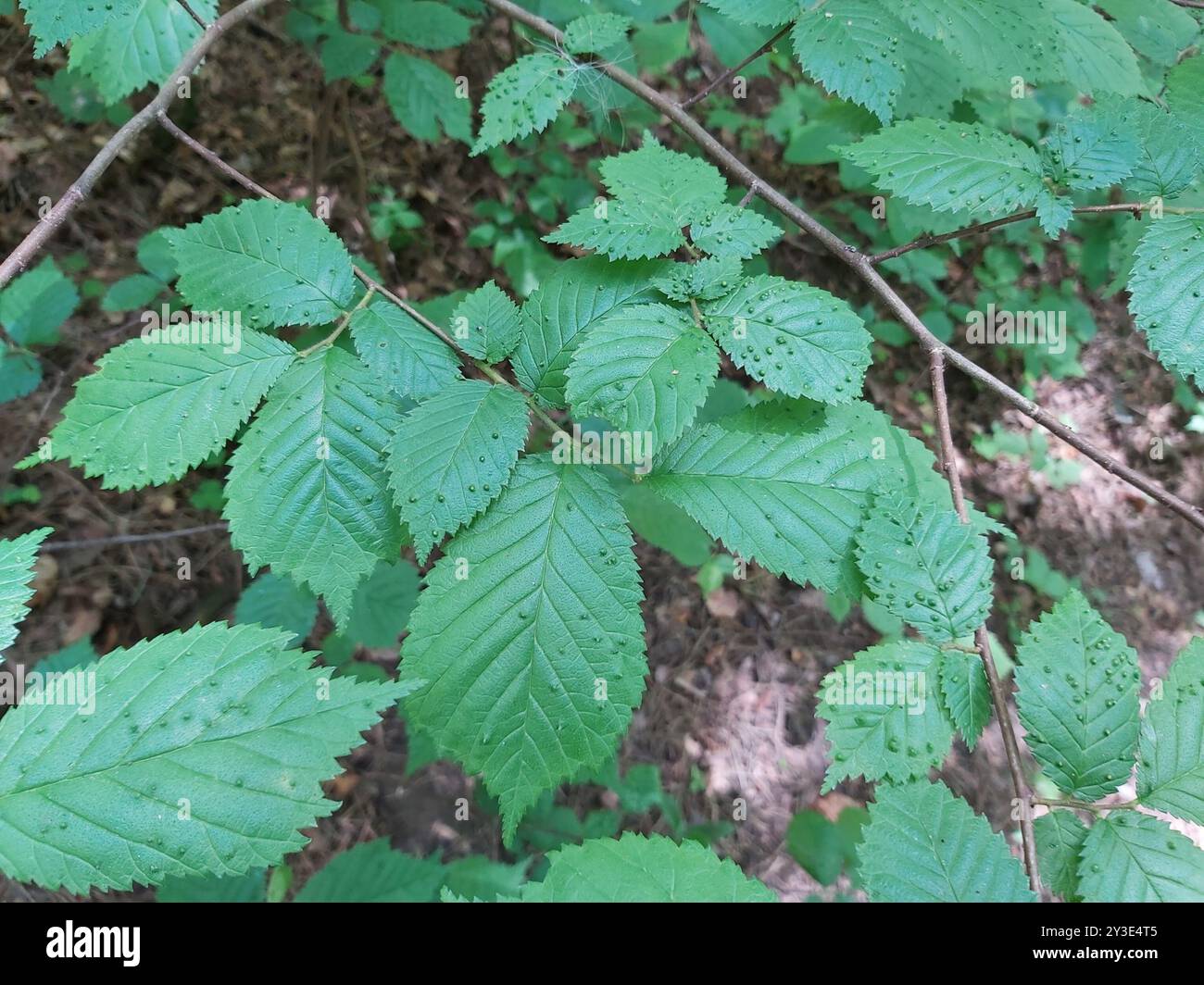 Elm Leaf Gall Mite (Aceria campestricola) Arachnida Stock Photo - Alamy
