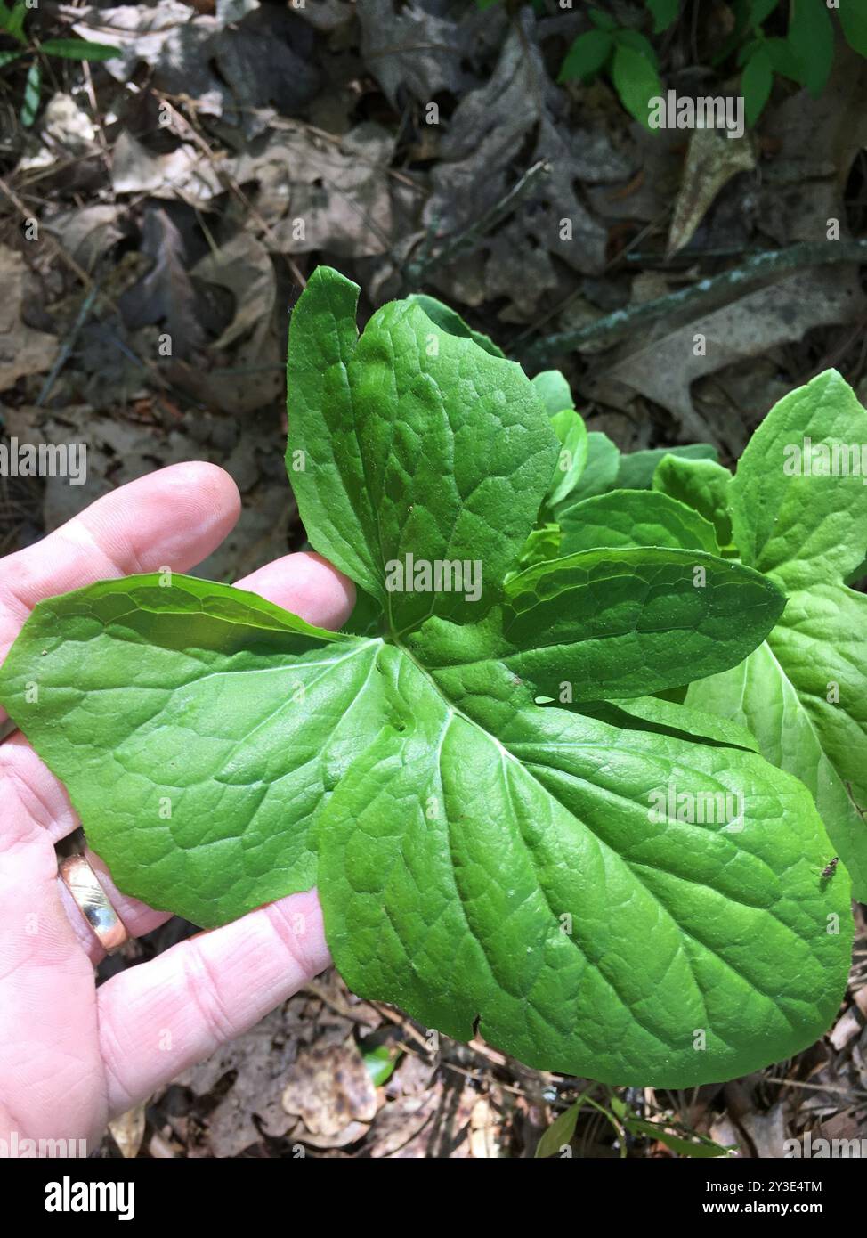 tall rattlesnake root (Nabalus altissimus) Plantae Stock Photo - Alamy