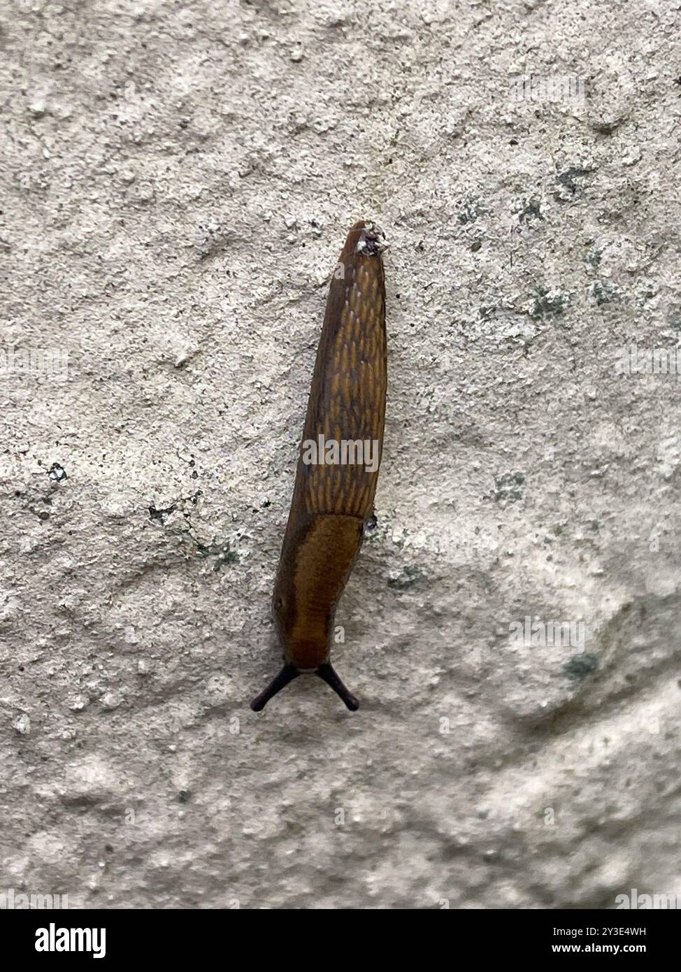 Arion Slugs (Arion) Mollusca Stock Photo - Alamy