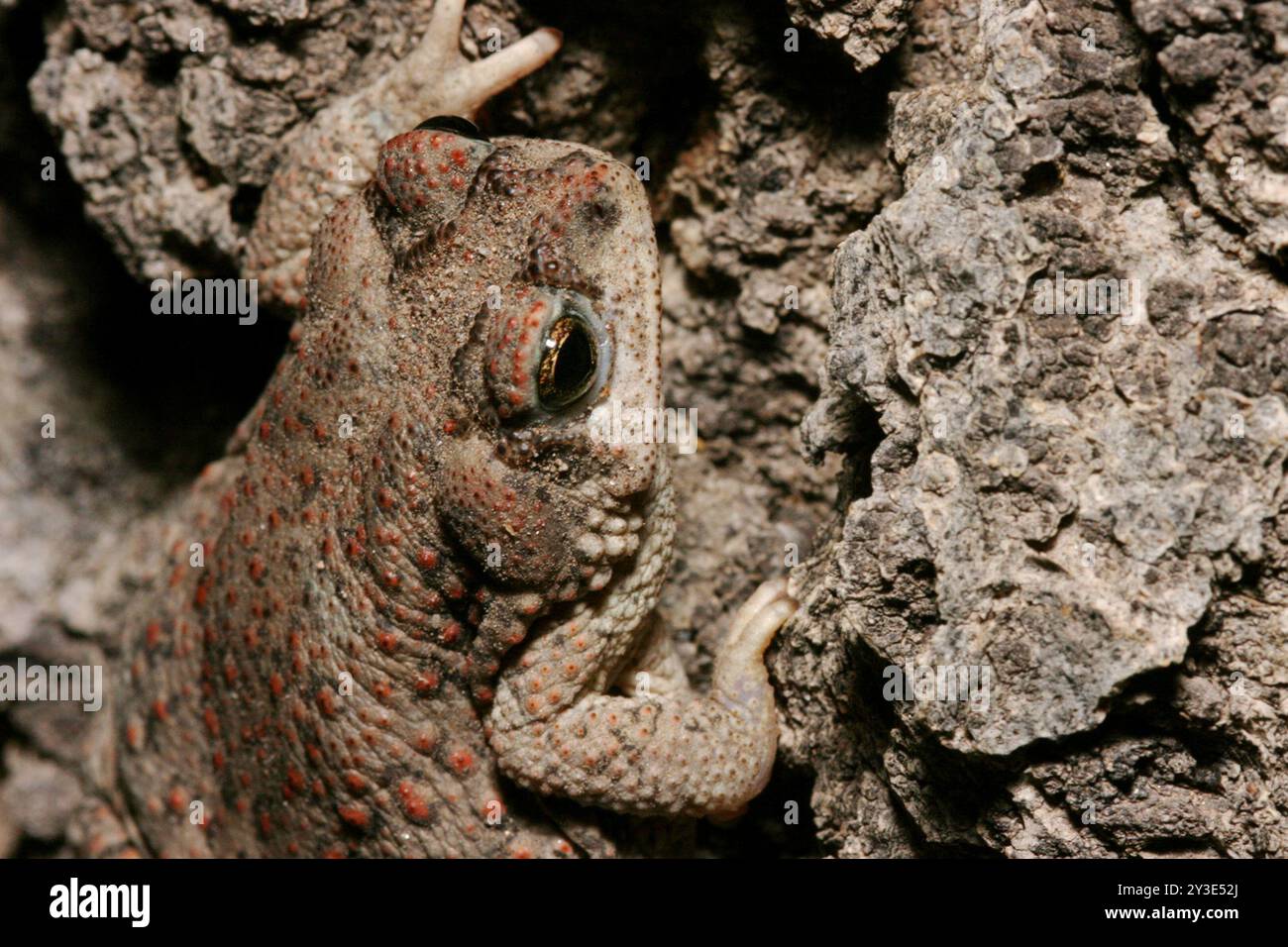 Red-spotted Toad (Anaxyrus punctatus) Amphibia Stock Photo - Alamy