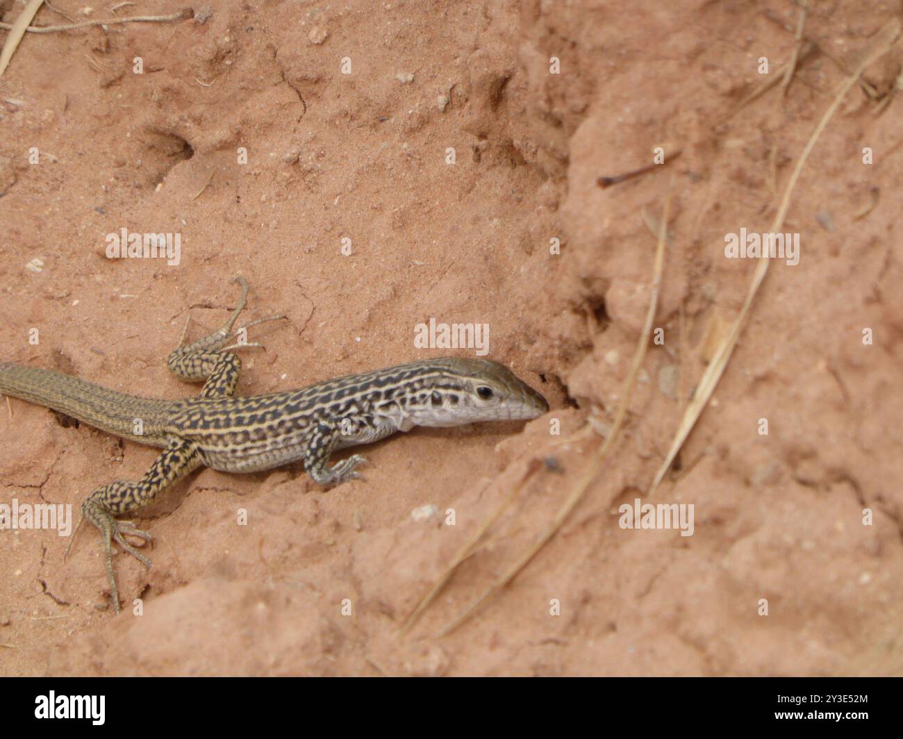 Common Checkered Whiptail (Aspidoscelis tesselatus) Reptilia Stock ...