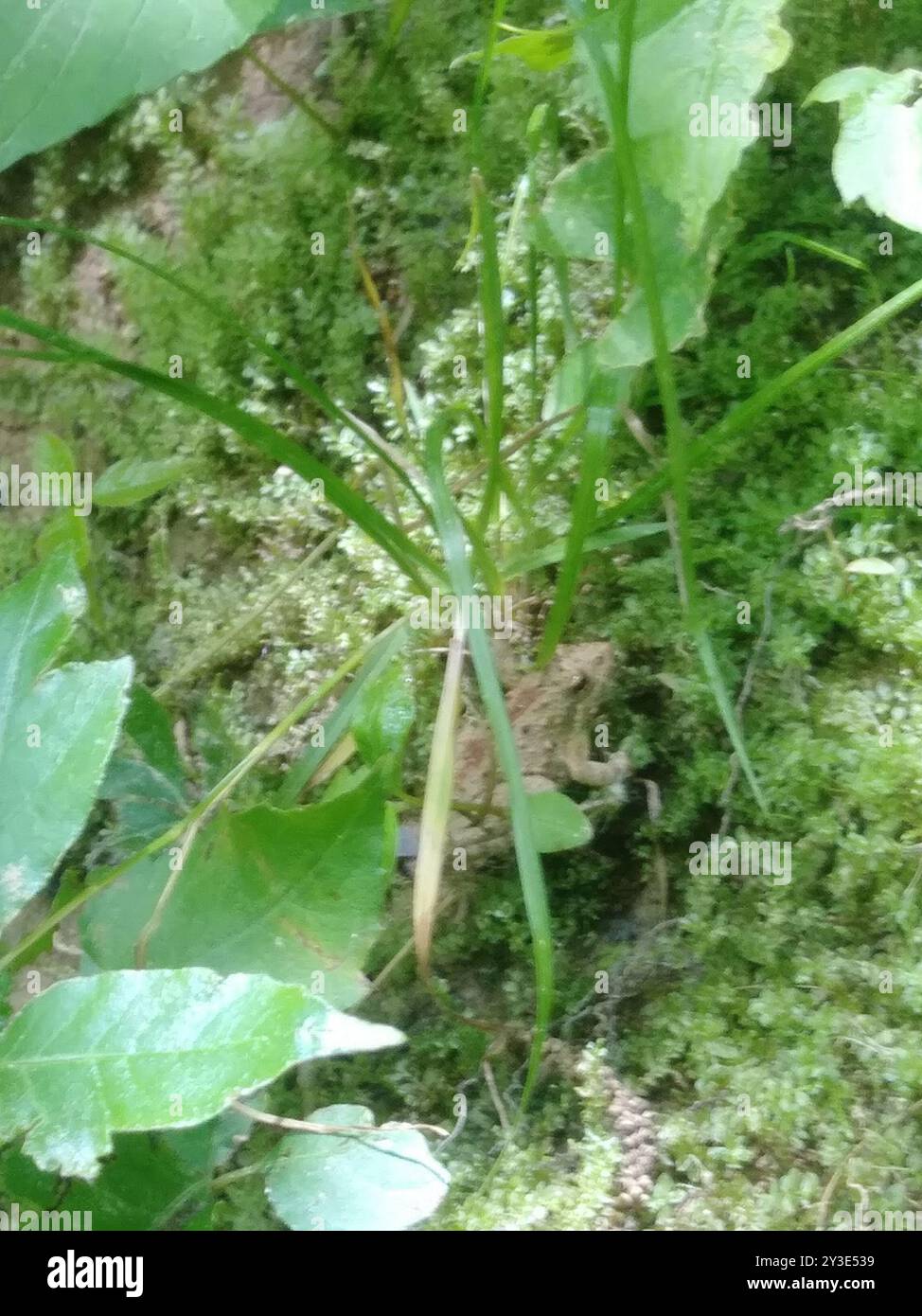 Northern Cricket Frog (Acris crepitans) Amphibia Stock Photo - Alamy