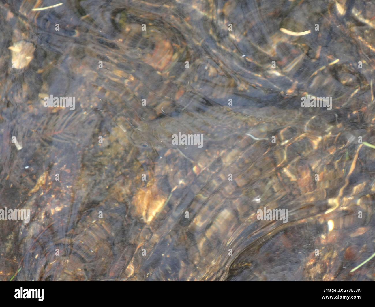 Brook Trout (Salvelinus fontinalis) Actinopterygii Stock Photo - Alamy