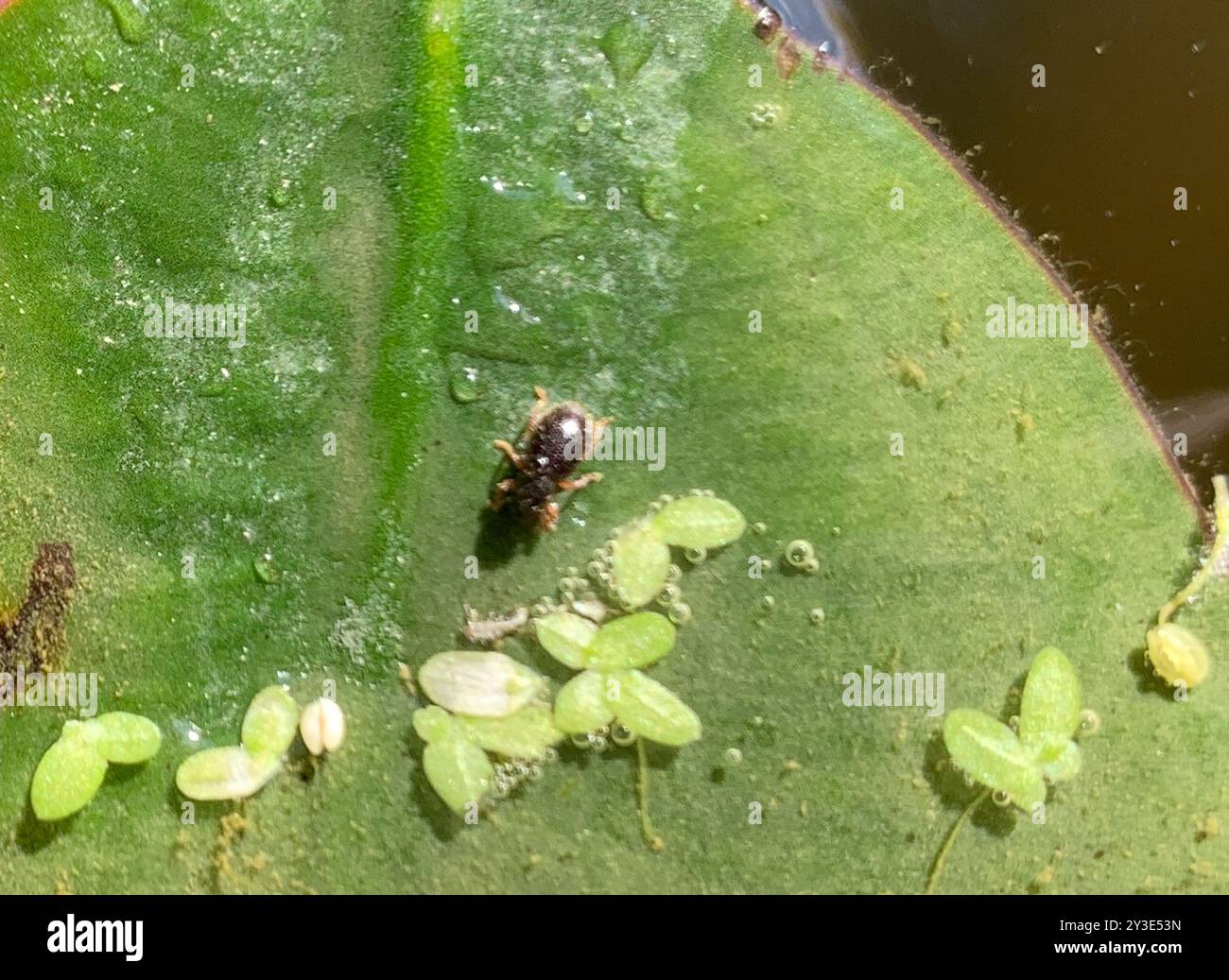 Hairy Spider Weevil (Barypeithes pellucidus) Insecta Stock Photo - Alamy