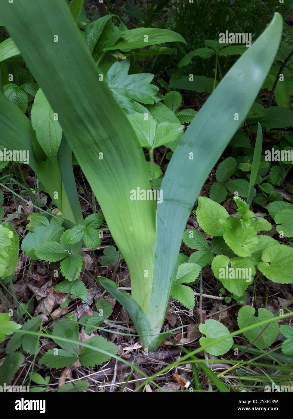 Leafless Iris (Iris aphylla) Plantae Stock Photo - Alamy