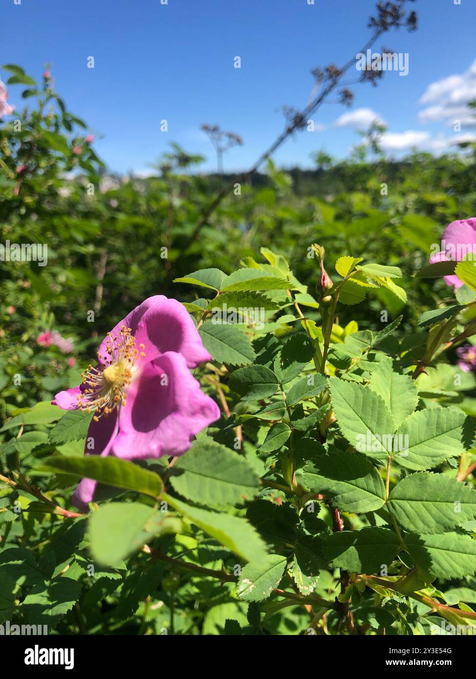 Nootka rose (Rosa nutkana) Plantae Stock Photo - Alamy