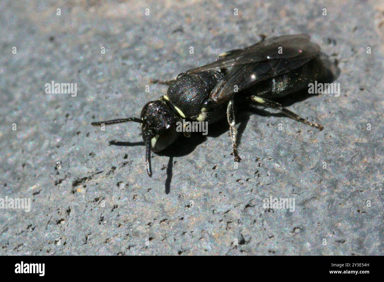 Masked Bees (Hylaeus) Insecta Stock Photo - Alamy