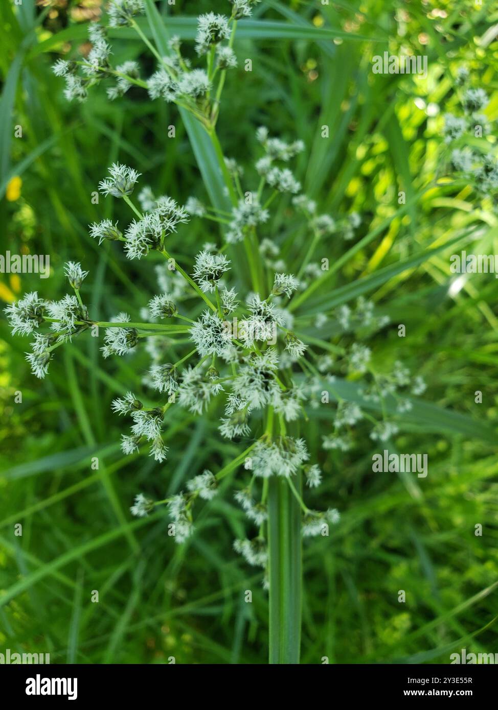 Panicled Bulrush (Scirpus microcarpus) Plantae Stock Photo - Alamy
